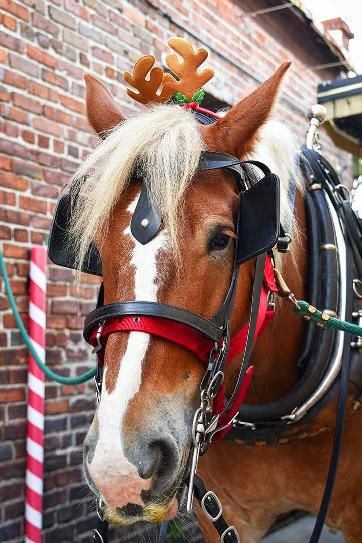 Christmas Carriage Ride in Charleston - Holiday Sleigh Ride